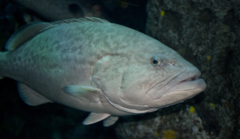 3 Techniques for Fall Nearshore Grouper Fishing – The Intrepid Angler